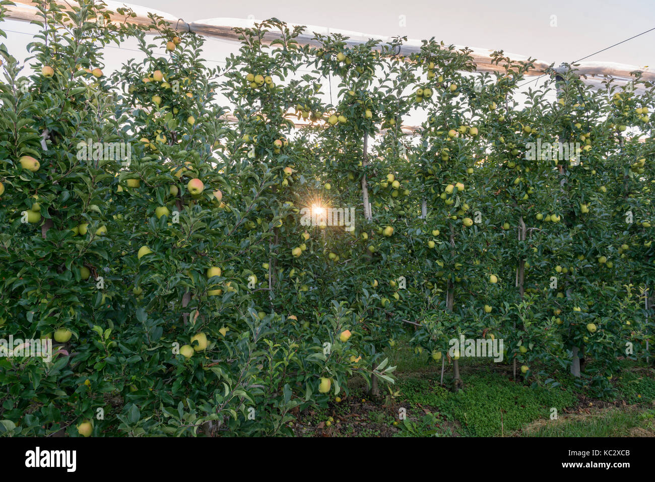 Europe, Italy, Trentino South Tyrols, golden apples from Non valley ...