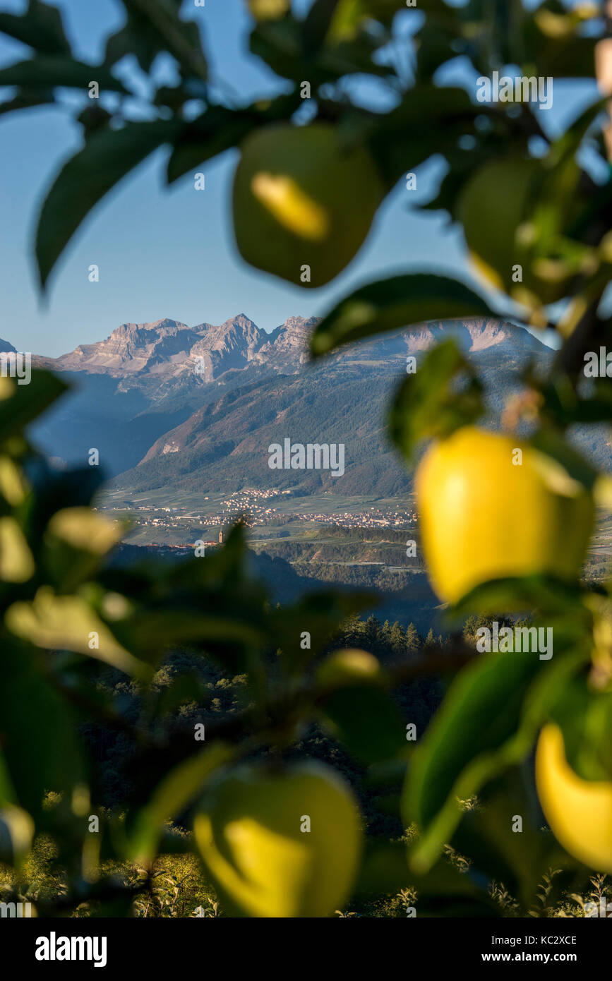 Europe, Italy, Trentino South Tyrols, golden apples from Non valley and ...