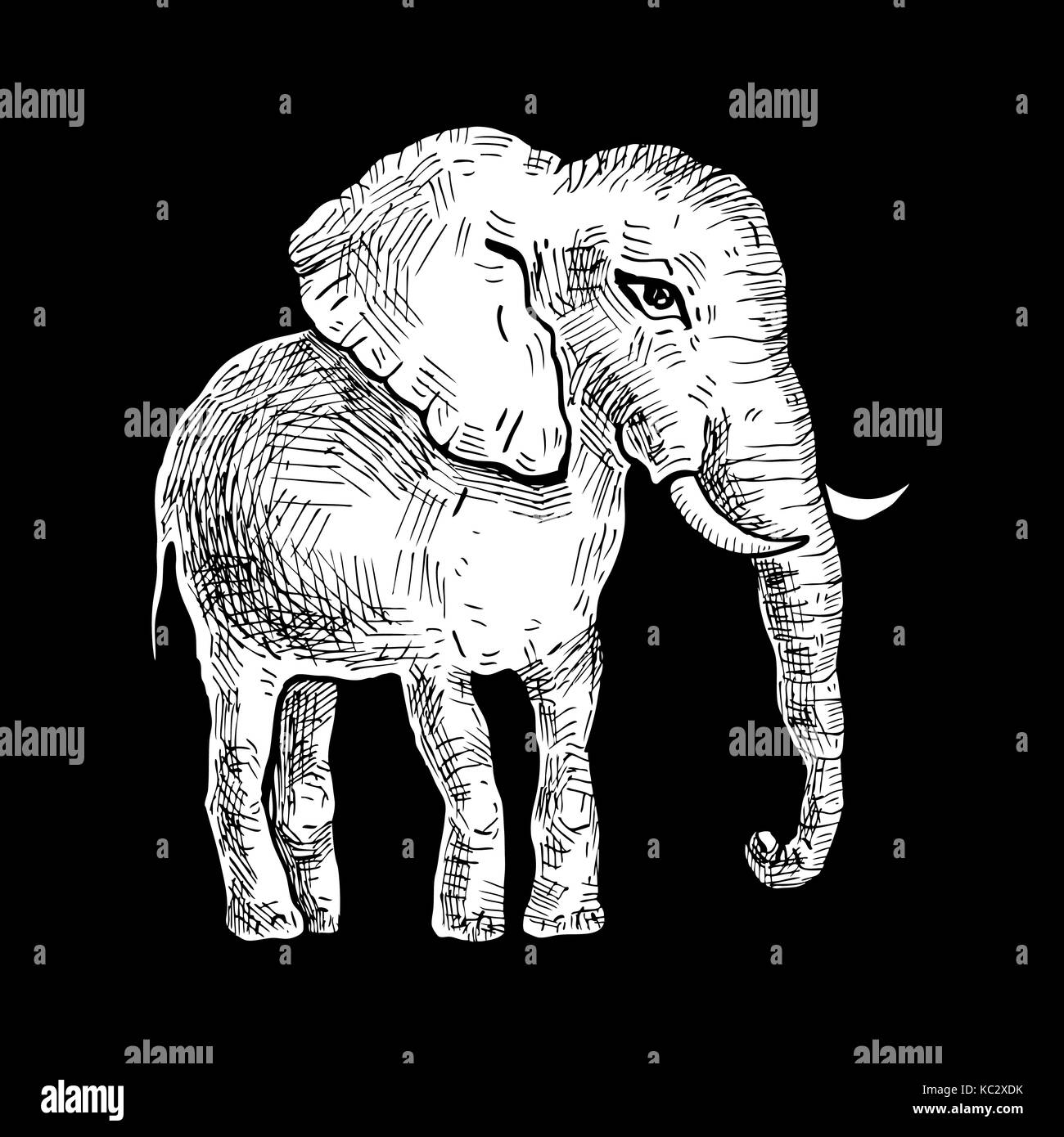 Elephant. Vector illustration Stock Vector Image & Art - Alamy