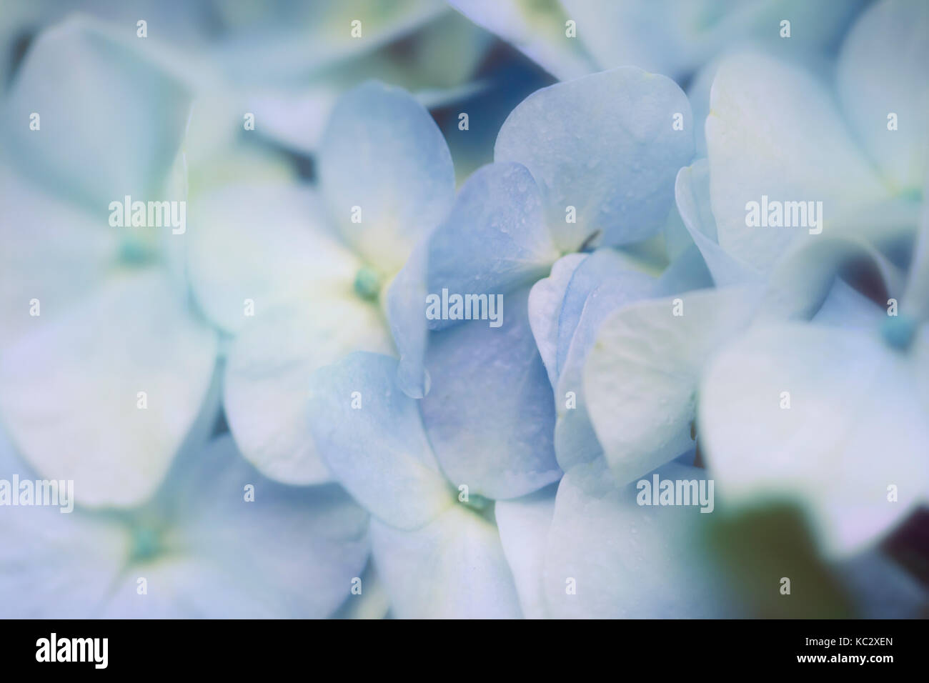 Close up of blue hydrangea flowers Stock Photo - Alamy