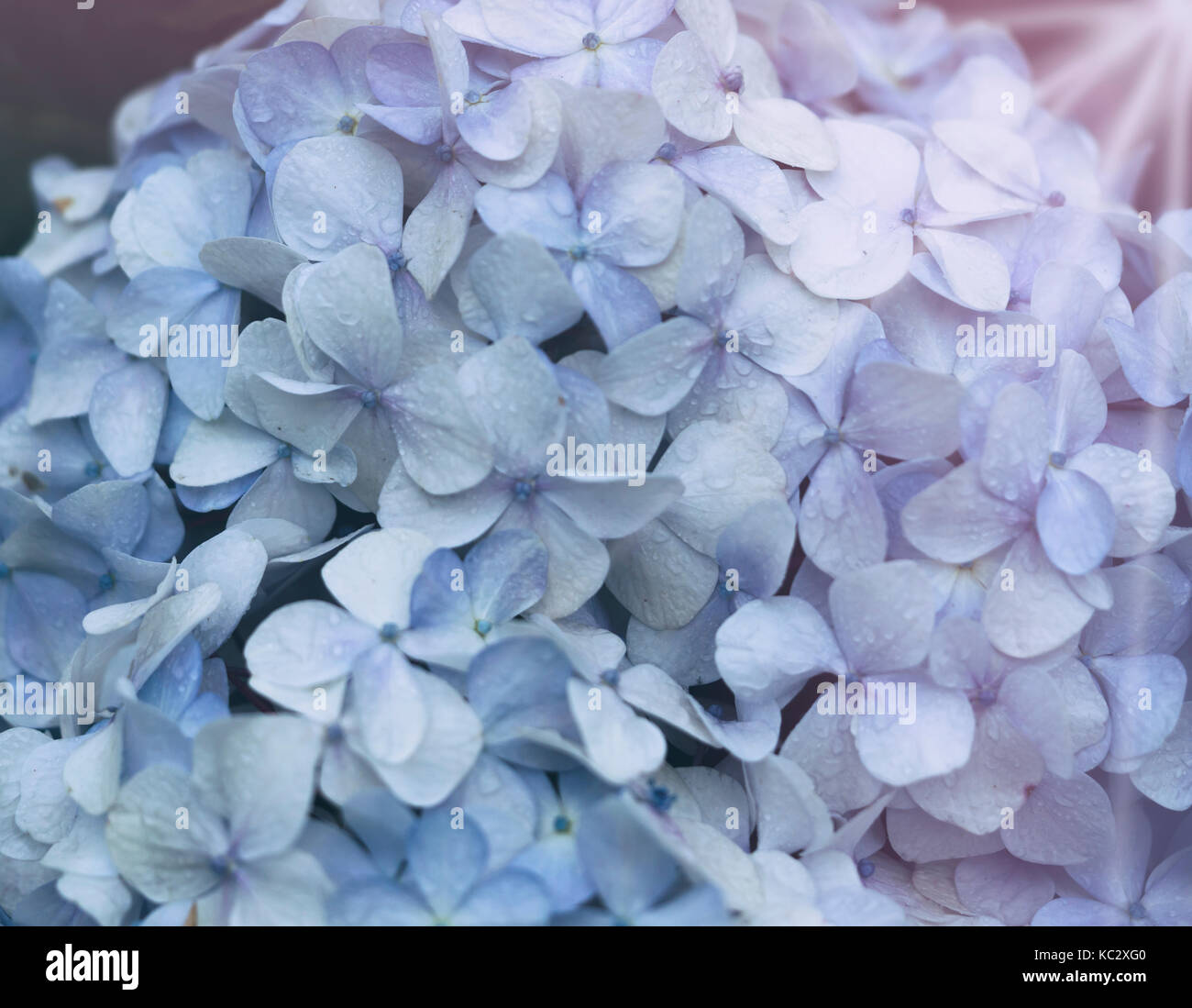 Close up of blue hydrangea flowers Stock Photo - Alamy