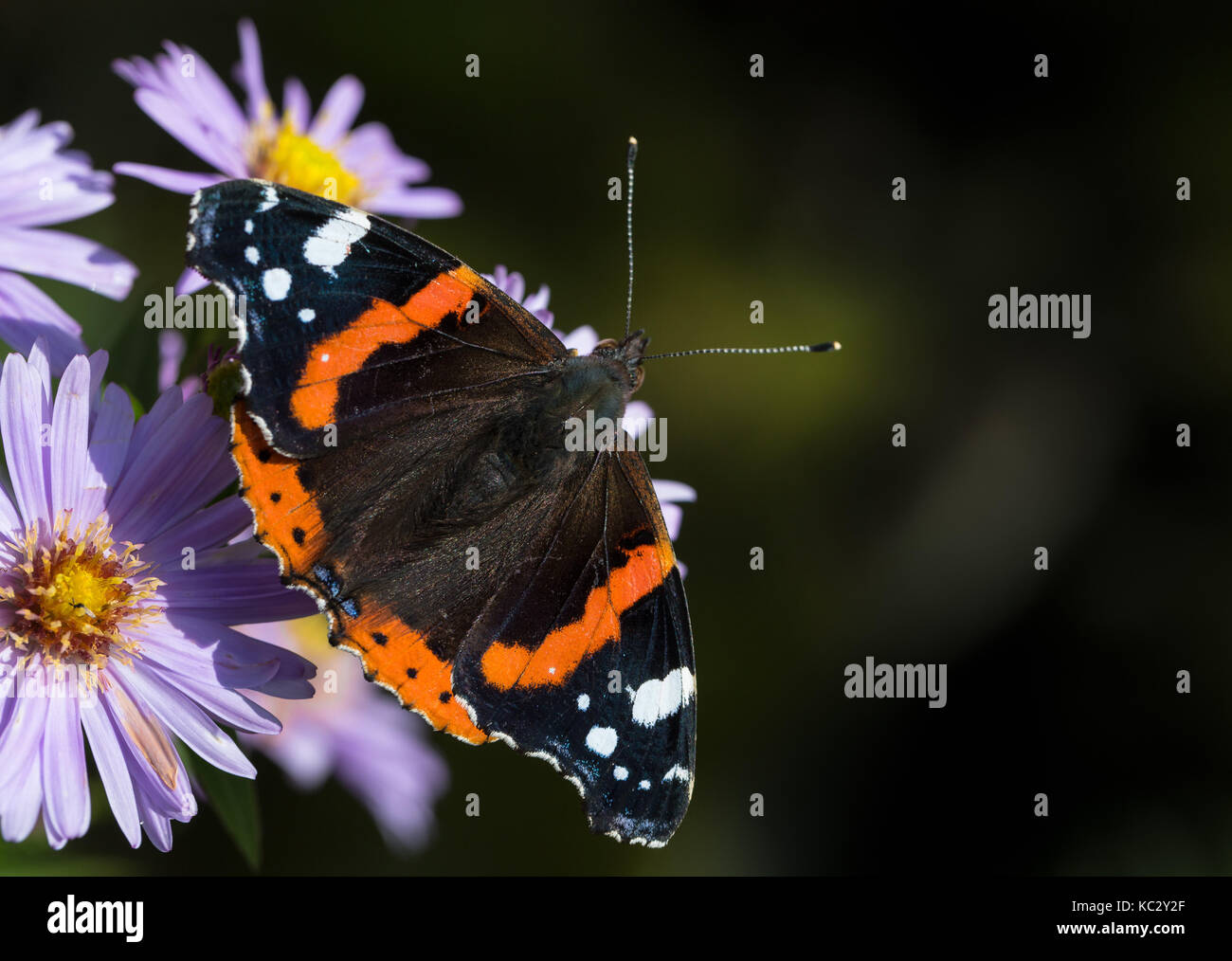 Vanessa atalanta - Red Admiral Butterfly Stock Photo - Alamy