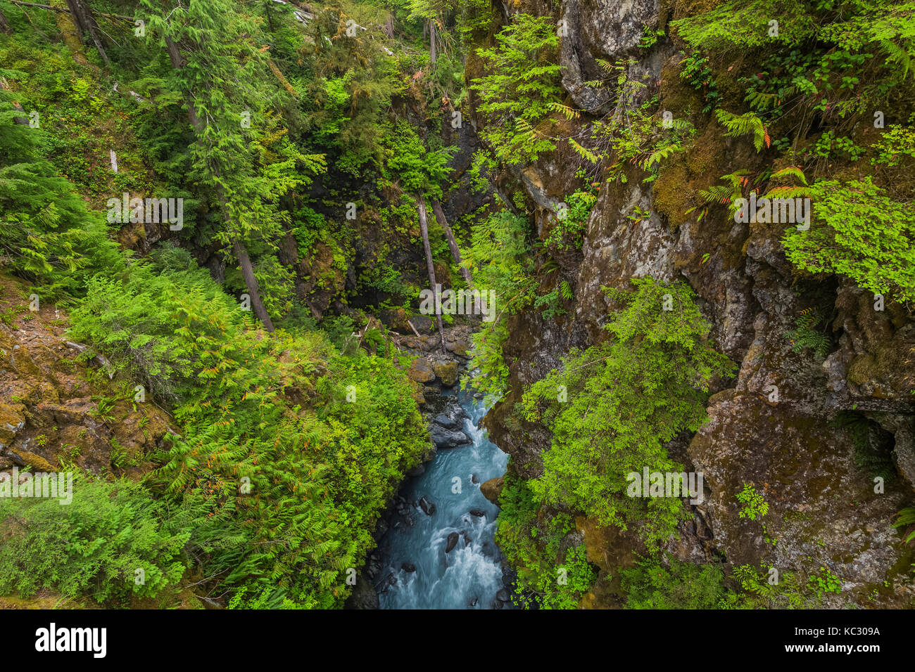 Hoh River Trail to Blue Glacier, Olympic National Park, Washington ...