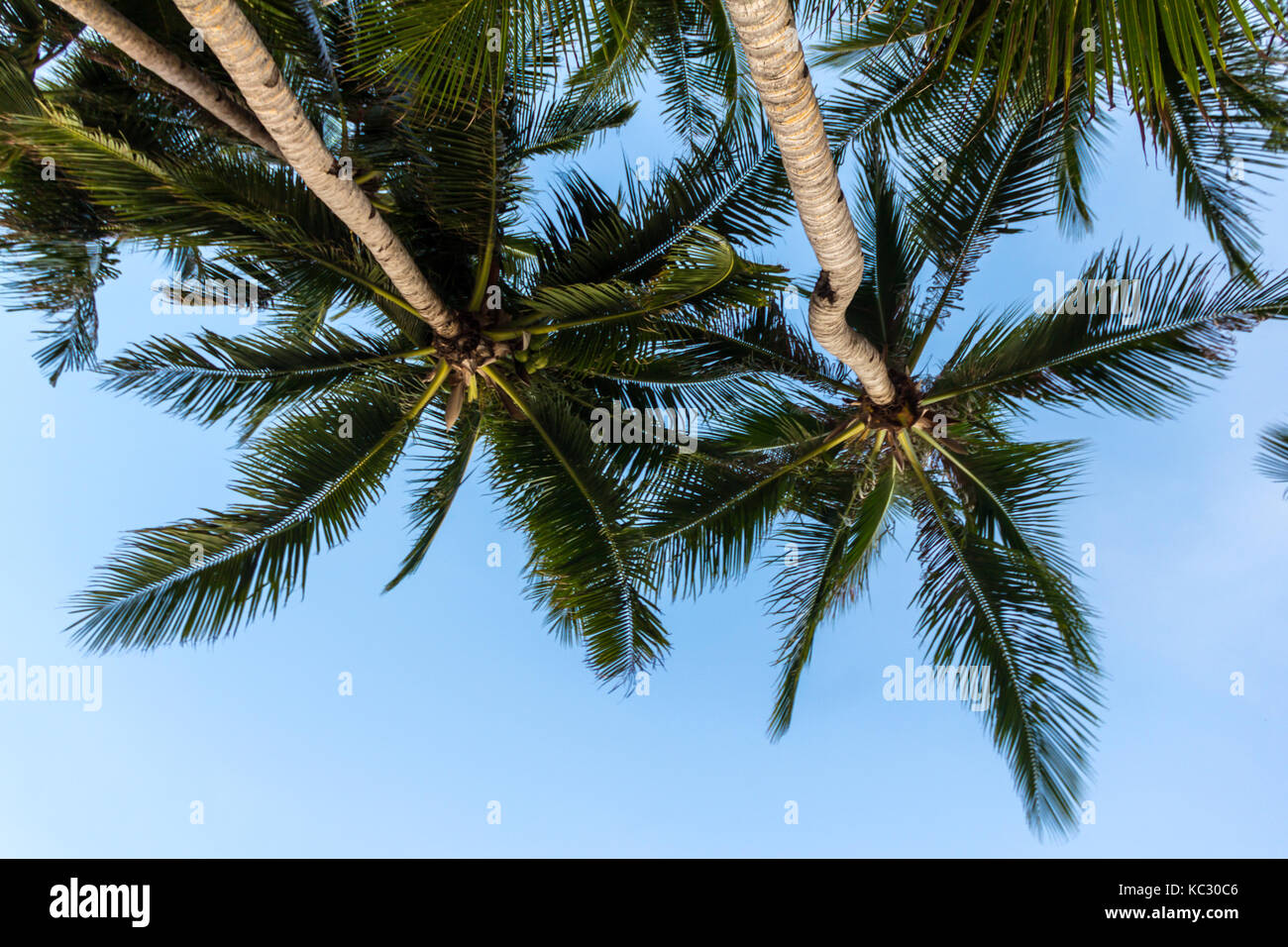 High coconut tree hi-res stock photography and images - Alamy