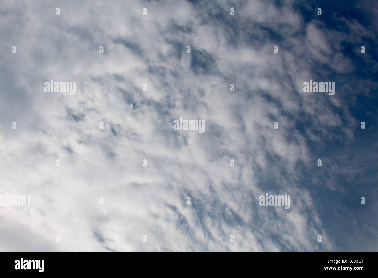 The plants, flowers and landscapes of some of the parks in Hamilton ...