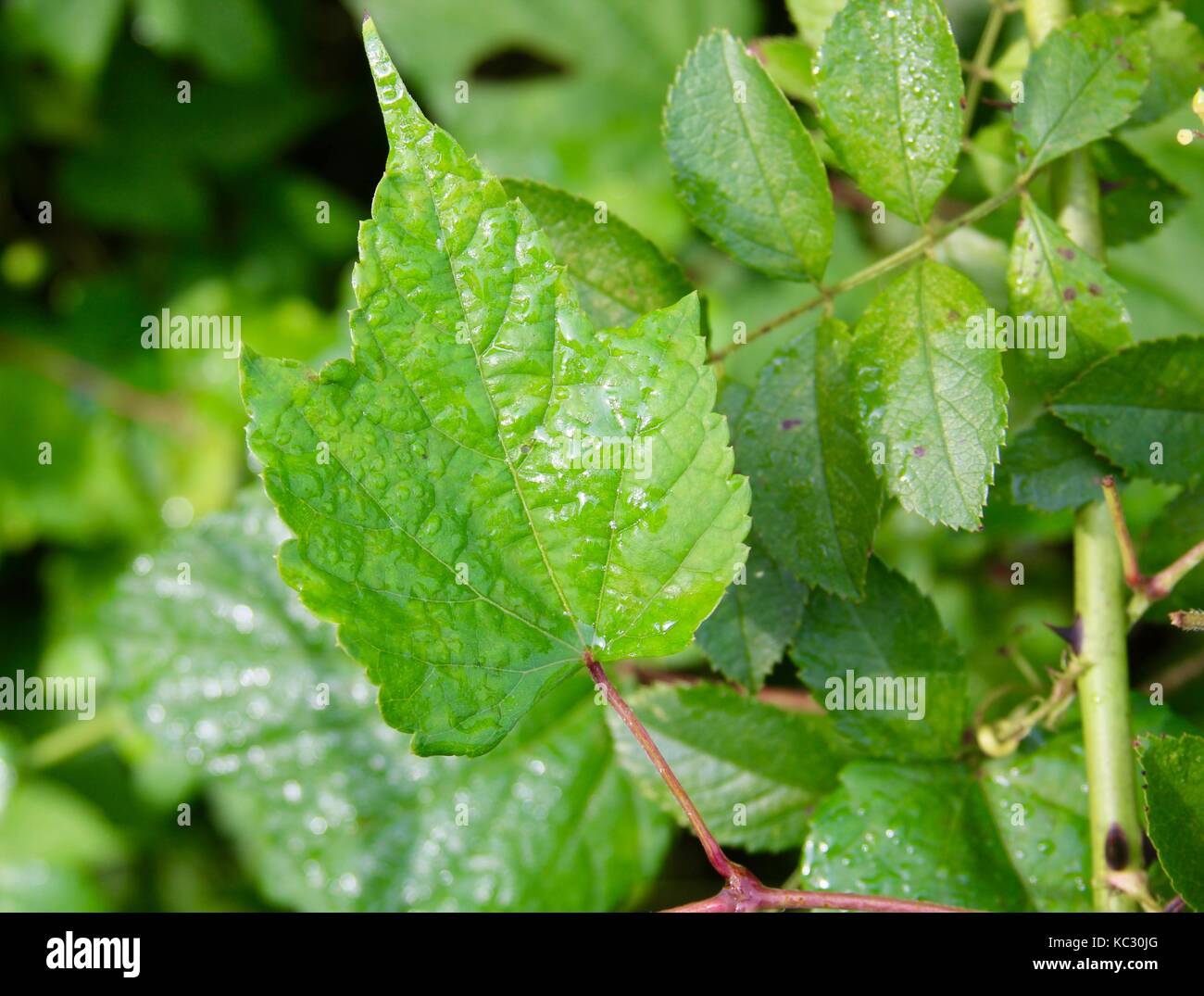 The plants, flowers and landscapes of some of the parks in Hamilton ...