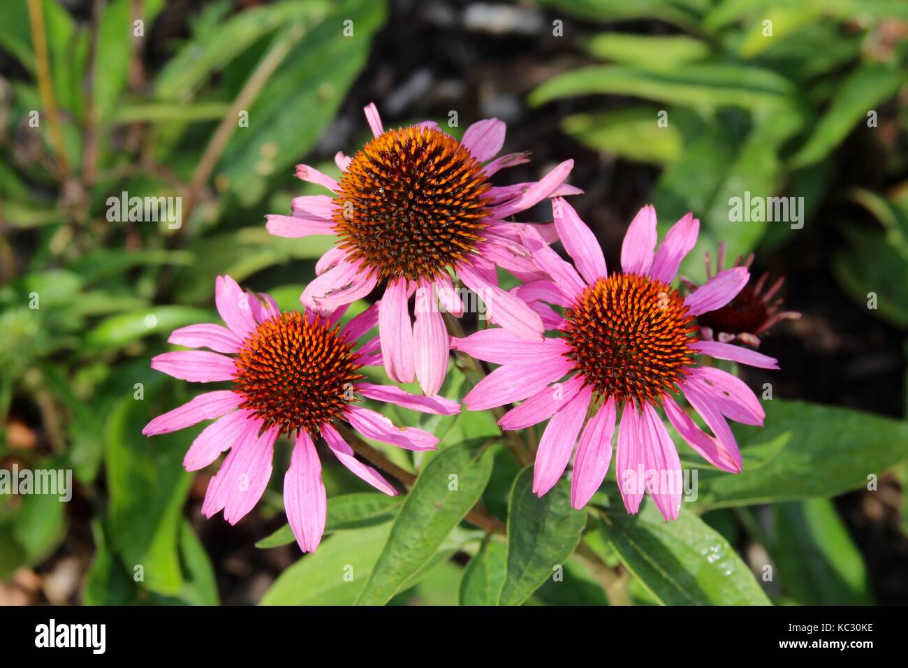 The plants, flowers and landscapes of some of the parks in Hamilton ...