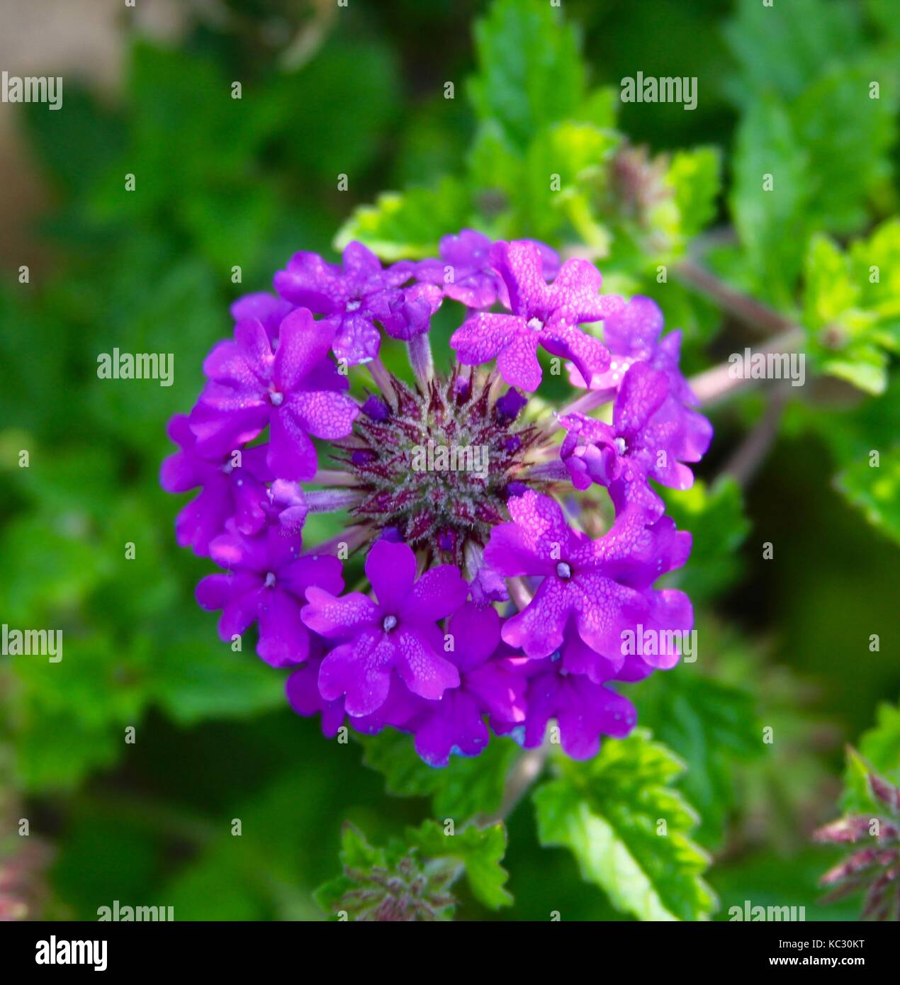 The plants, flowers and landscapes of some of the parks in Hamilton ...