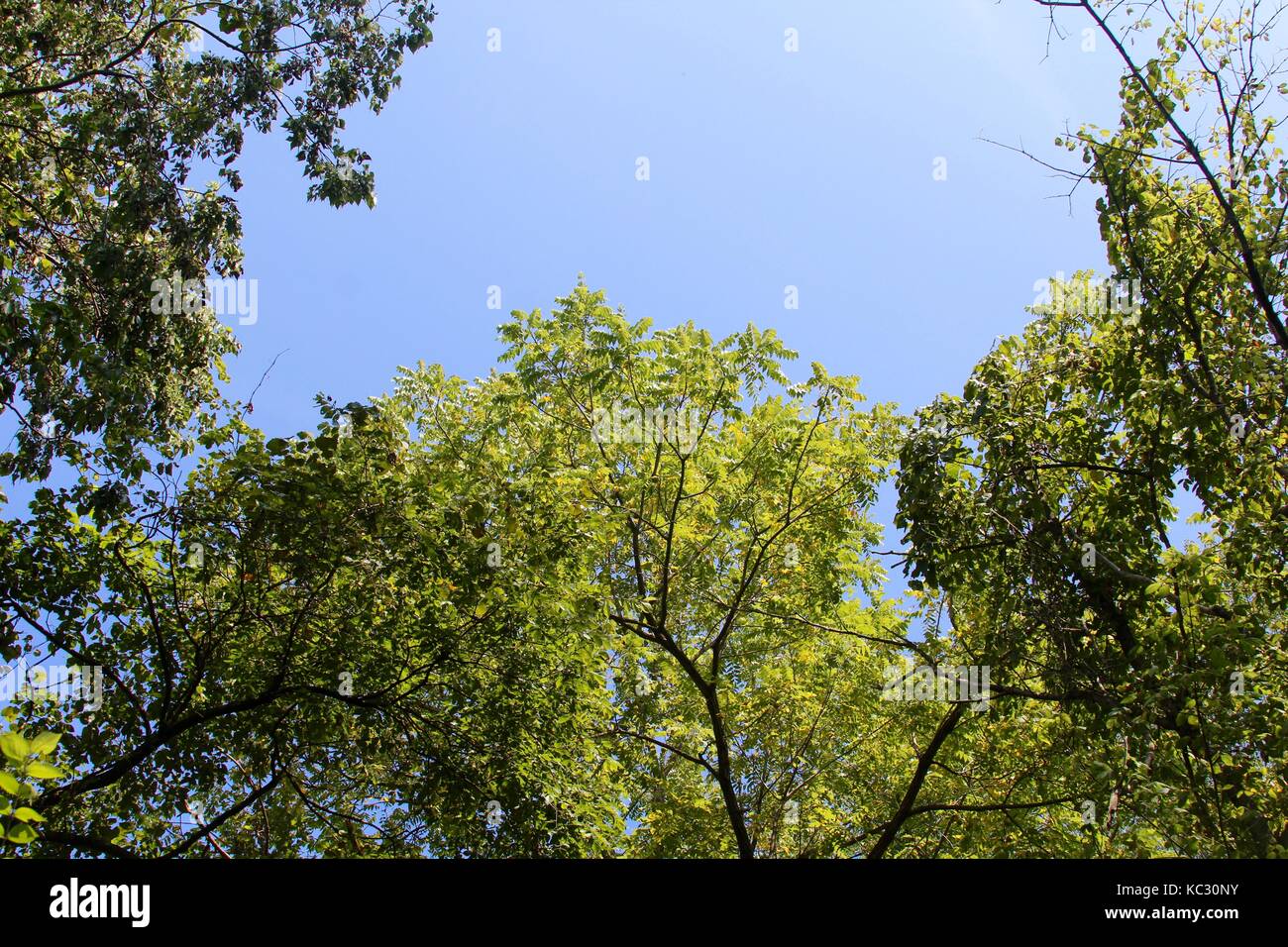 The plants, flowers and landscapes of some of the parks in Hamilton ...