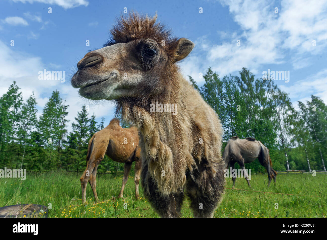 Camel walking in the field Stock Photo - Alamy