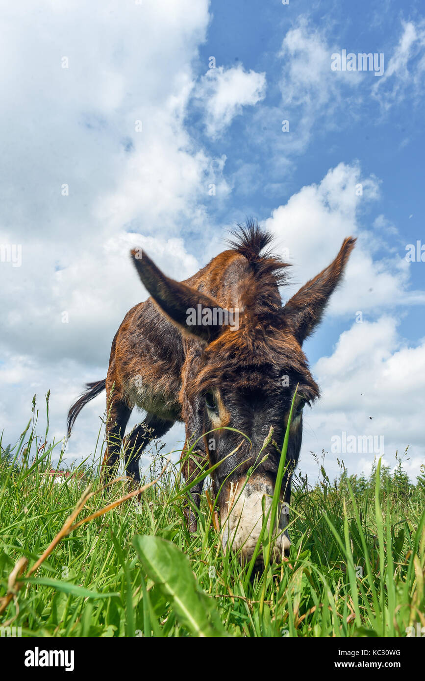 Donkey grazing in field day Stock Photo - Alamy