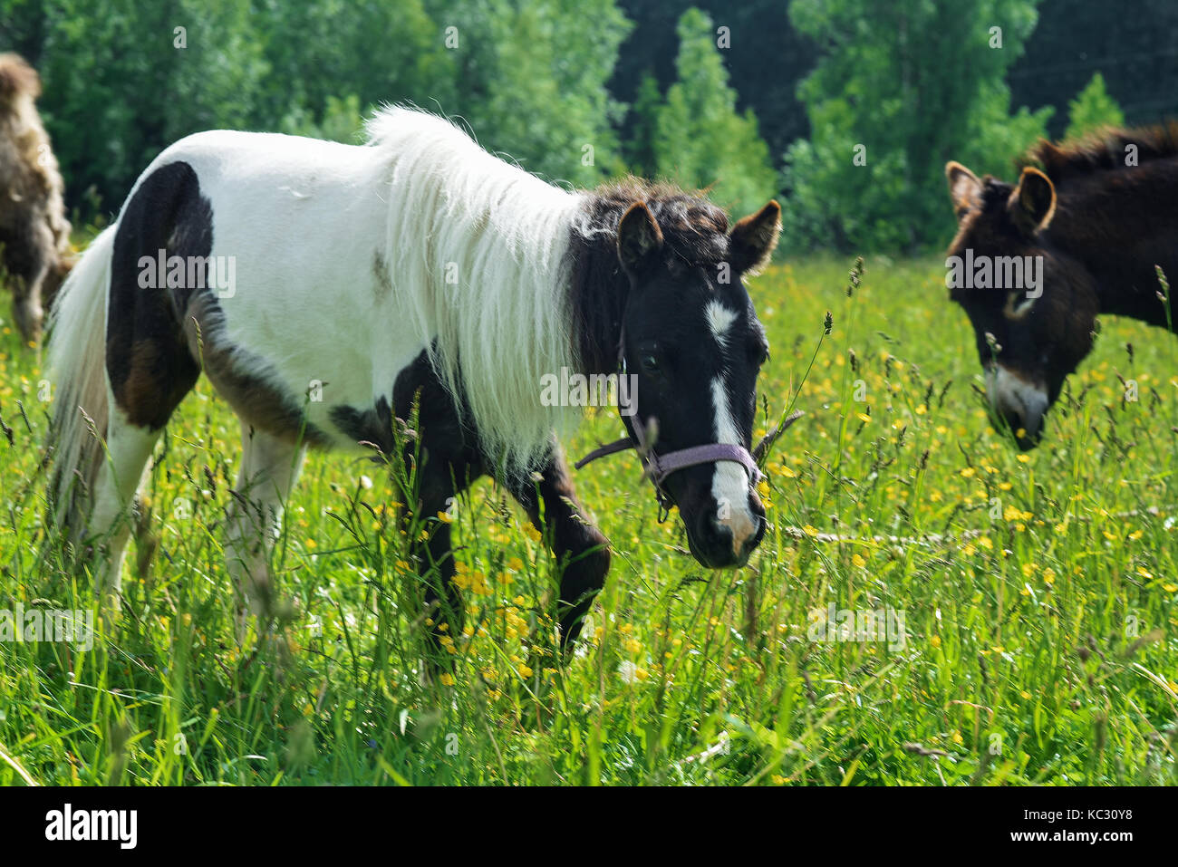 Animals grazing in the field Stock Photo - Alamy