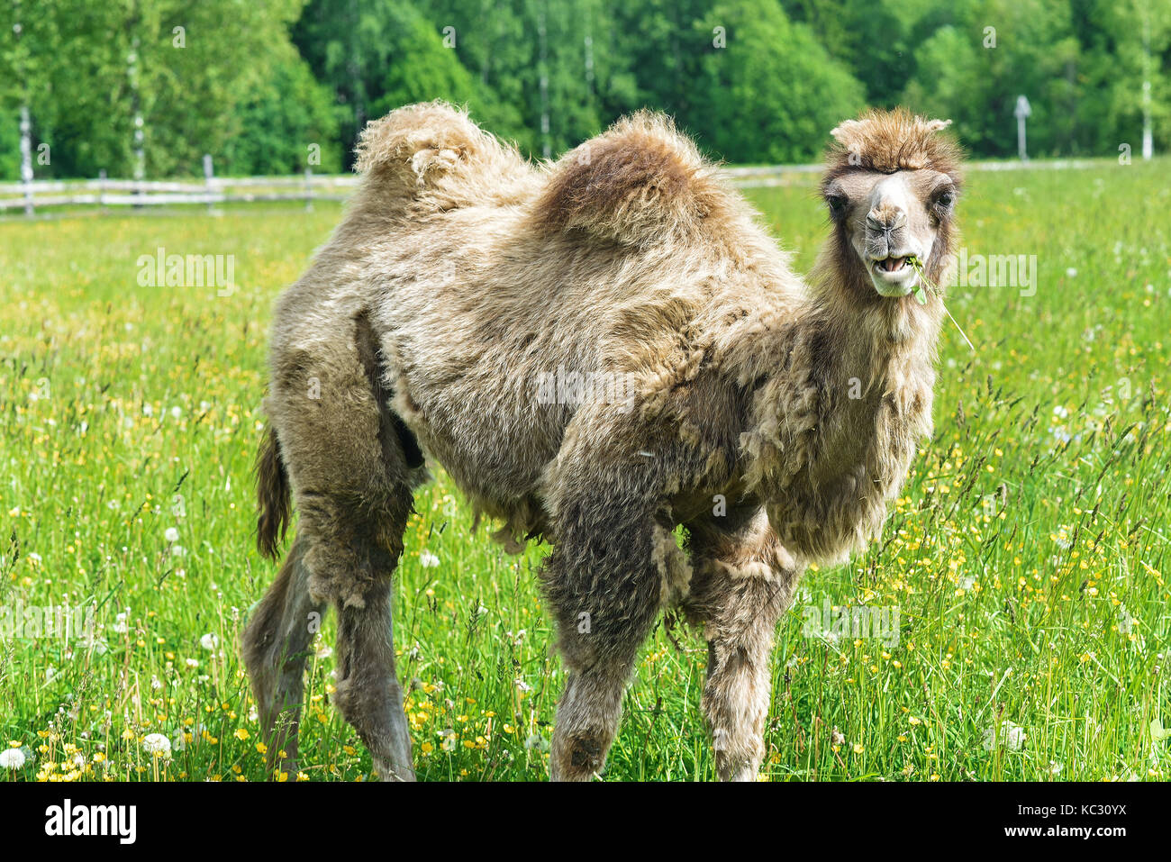 Camel walking in the field Stock Photo - Alamy
