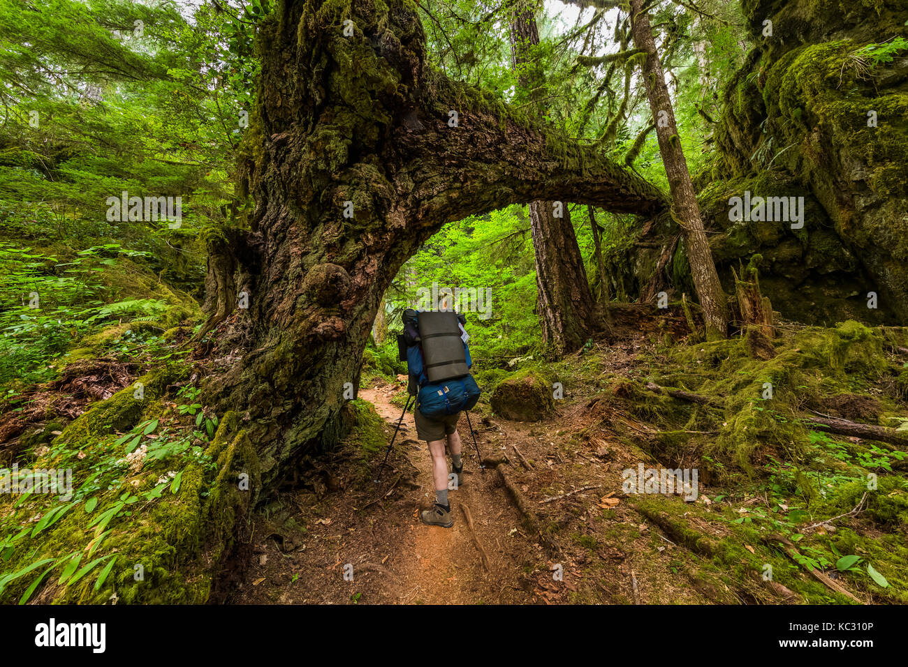 Hoh River Trail to Blue Glacier, Olympic National Park, Washington ...