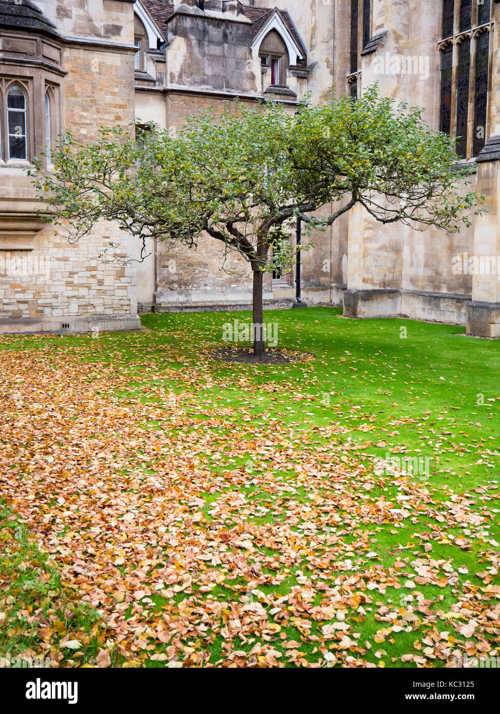 A tree in the grounds of Trinity College Cambridge, part of the ...