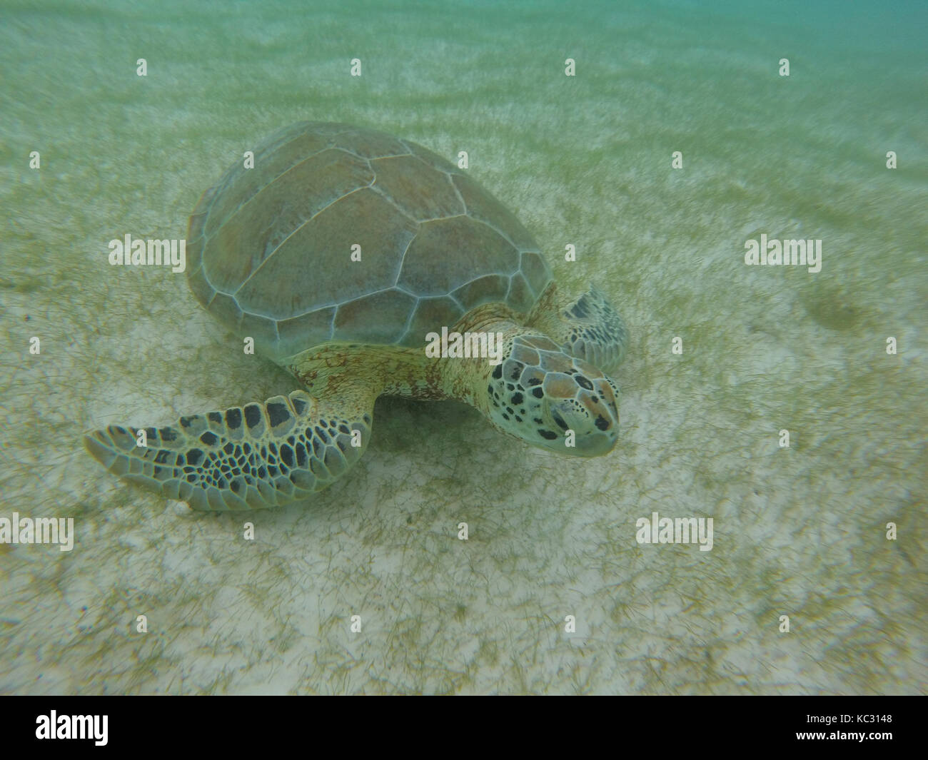 Marine Turtle in Yucatan bay - Mexico - Swim swim Stock Photo - Alamy