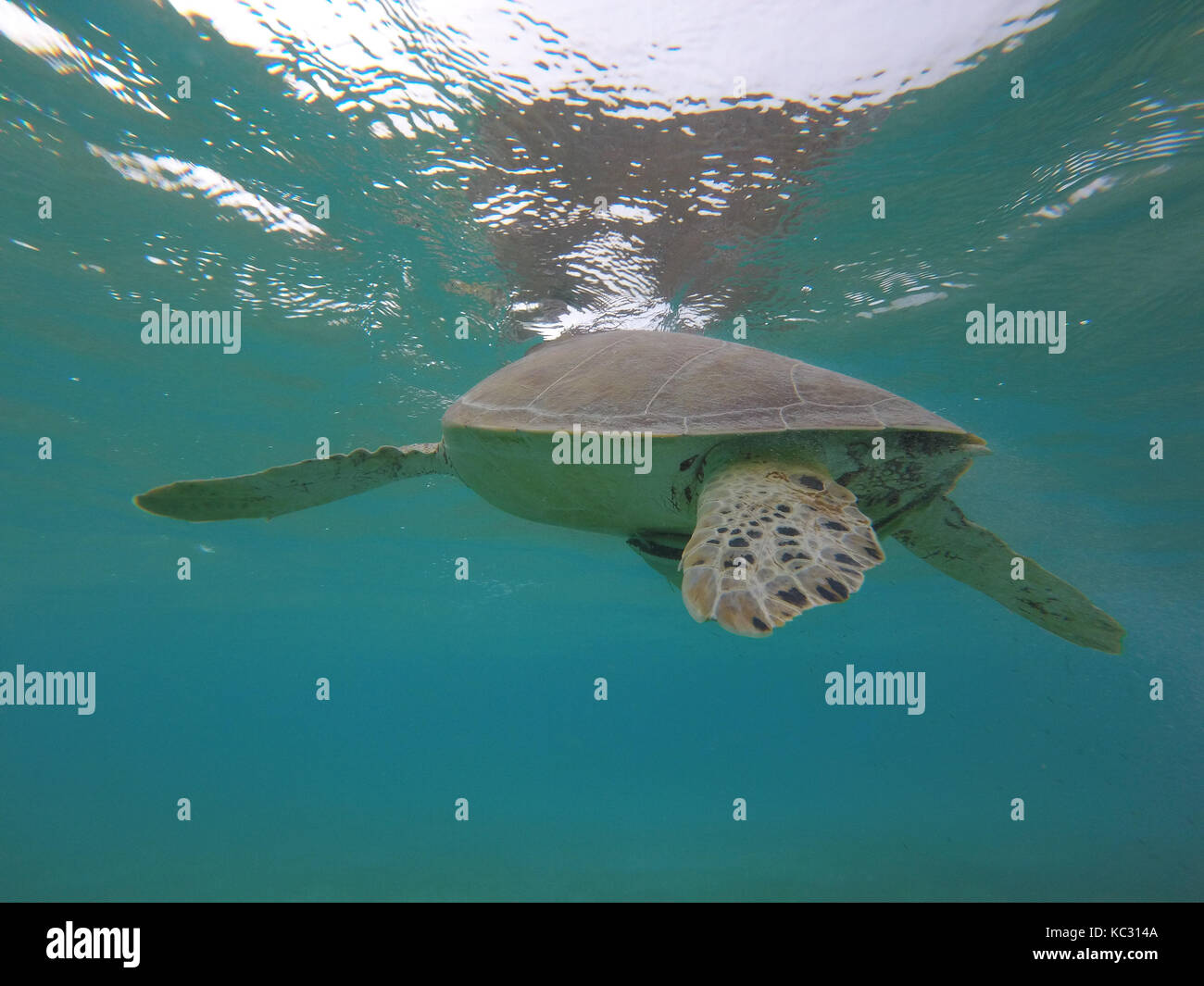 Marine Turtle in Yucatan bay - Mexico - Swim swim Stock Photo - Alamy