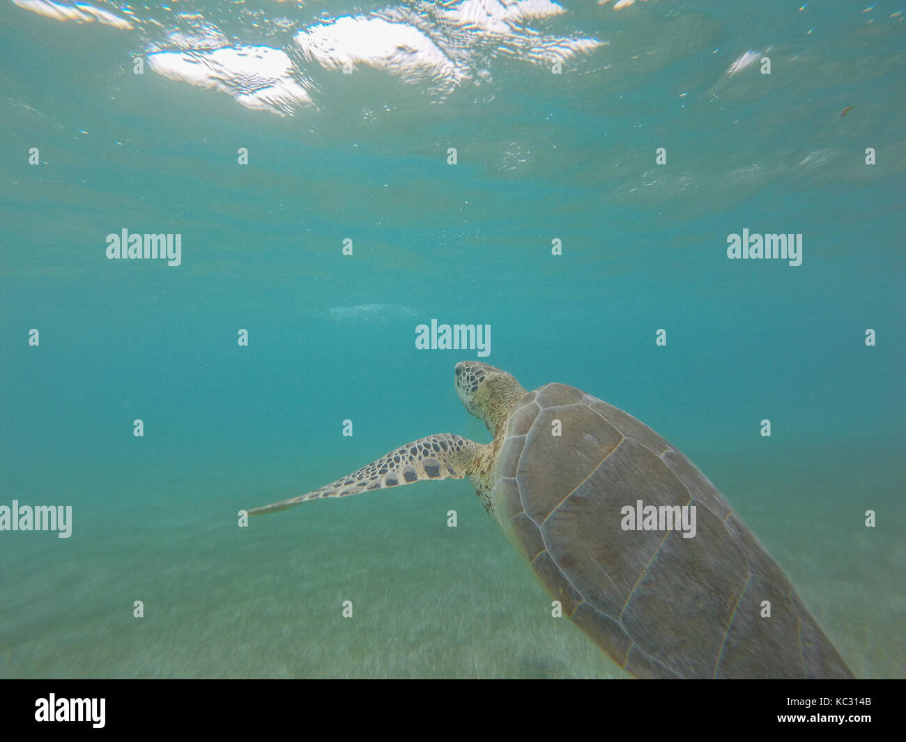 Marine Turtle in Yucatan bay - Mexico - Swim swim Stock Photo - Alamy