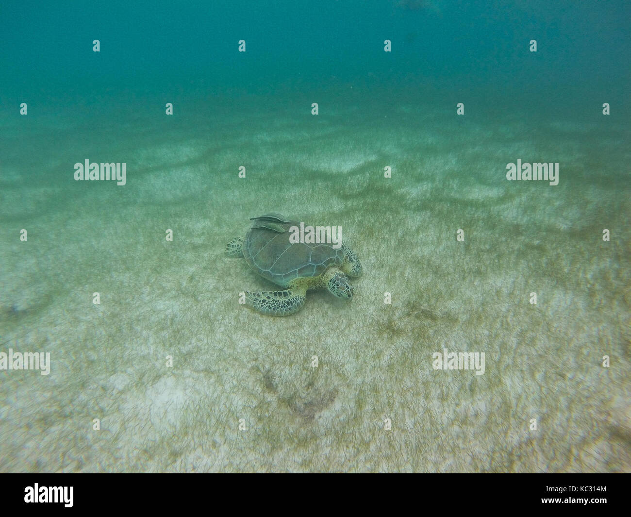 Marine Turtle in Yucatan bay - Mexico - Yucatan Stock Photo - Alamy