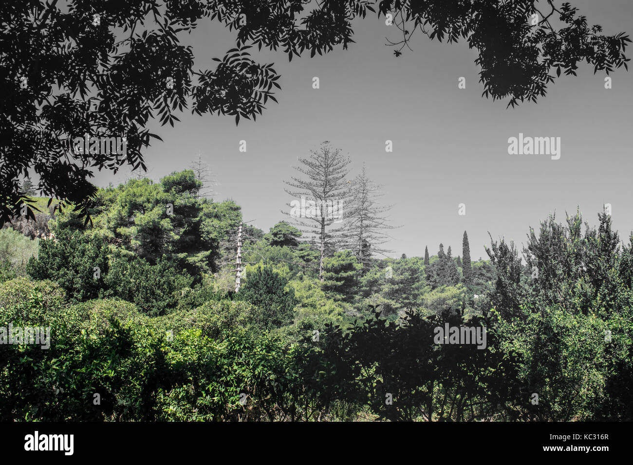 Buskett hi-res stock photography and images - Alamy