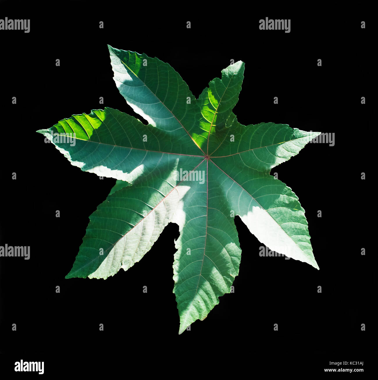 A star-shaped leaf on a black background Stock Photo - Alamy