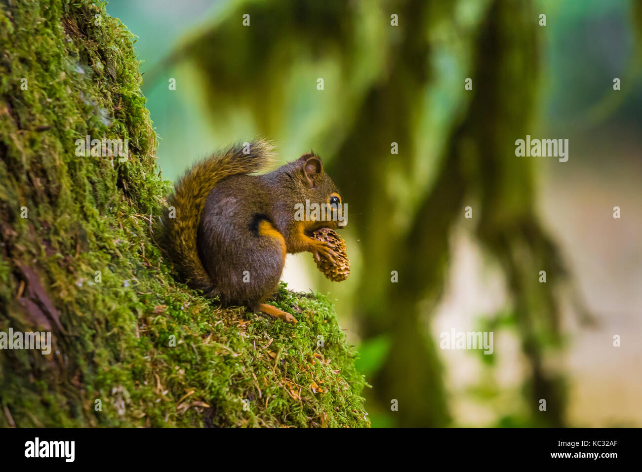 Chickaree, aka Douglas Squirrel, Tamiasciurus douglasii, feeding on ...