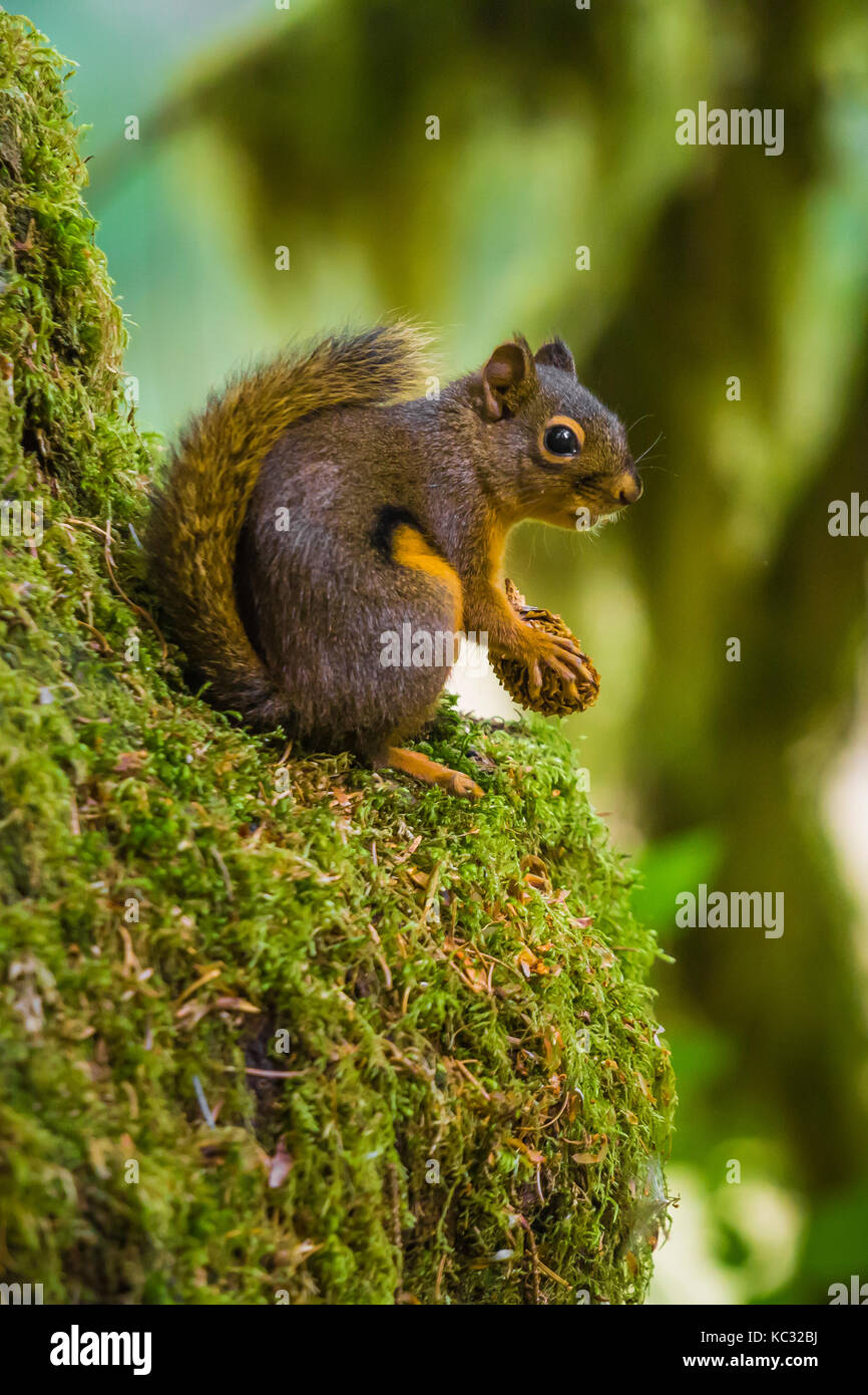 Chickaree, aka Douglas Squirrel, Tamiasciurus douglasii, feeding on ...