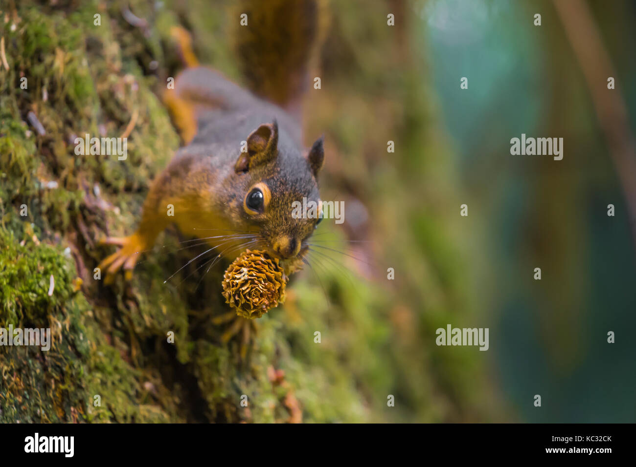 Chickaree, aka Douglas Squirrel, Tamiasciurus douglasii, feeding on ...