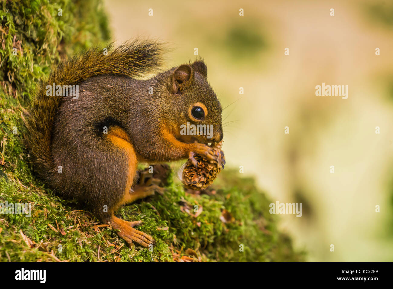 Chickaree, aka Douglas Squirrel, Tamiasciurus douglasii, feeding on ...