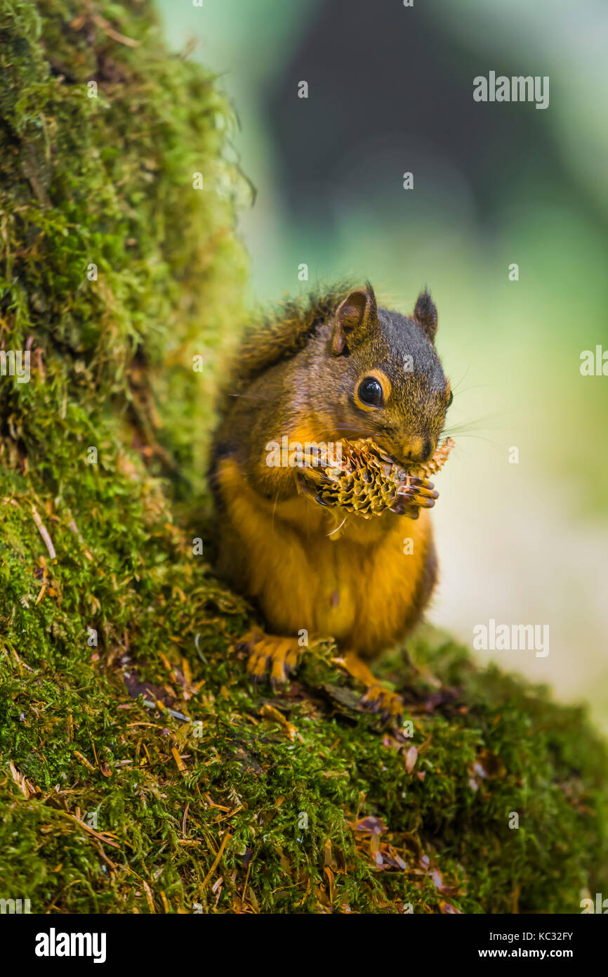 Chickaree, aka Douglas Squirrel, Tamiasciurus douglasii, feeding on ...