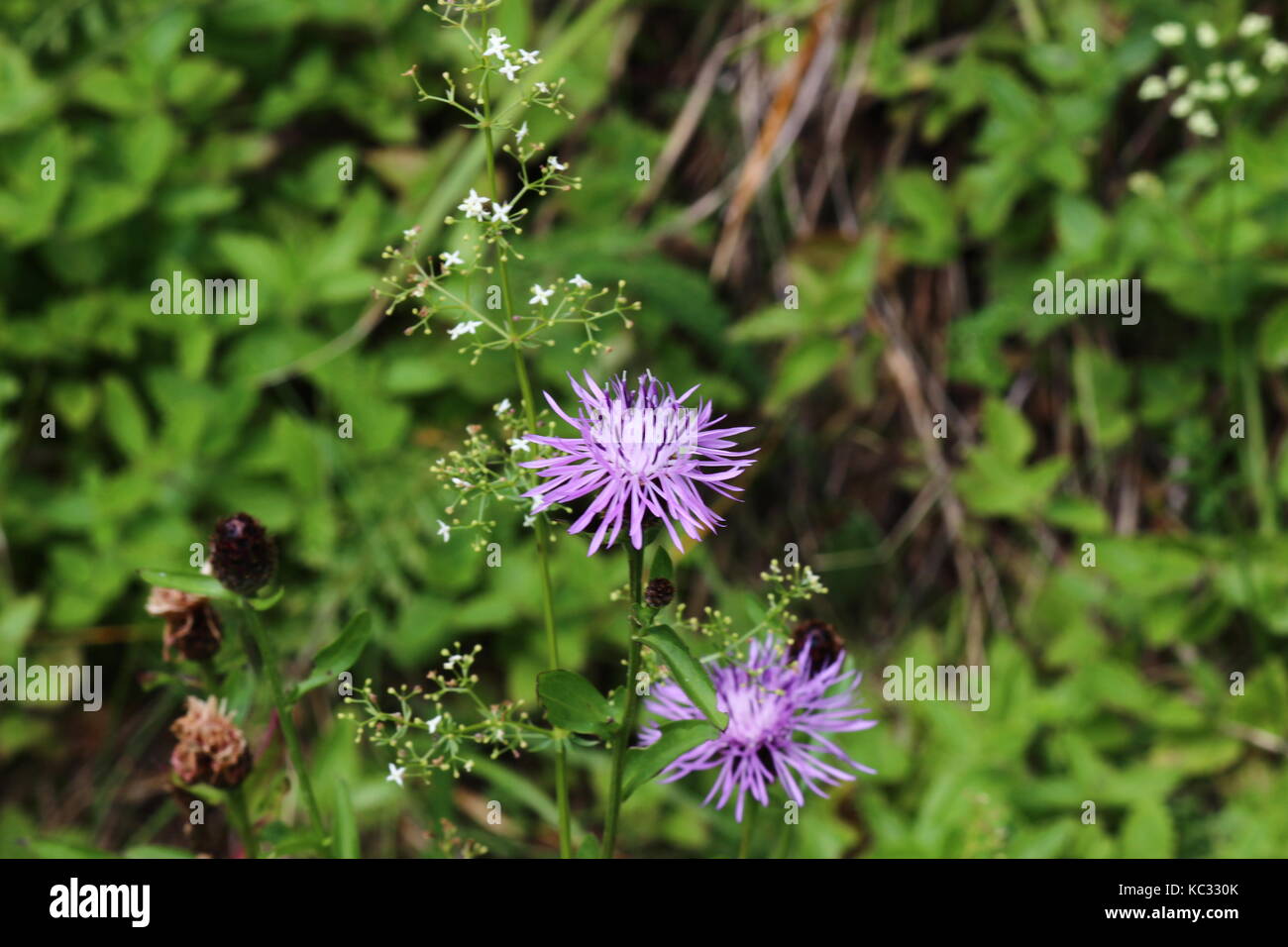 nature landscape - flower Stock Photo - Alamy