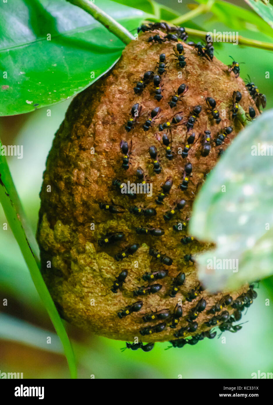 View on beehive of wild bees in the amazon rainforest in Brazil Stock ...