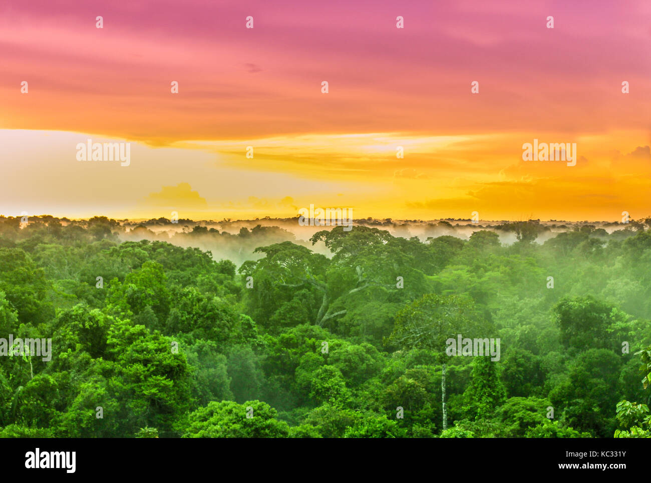View on Purple sunset over rainforest trees in Brazil Stock Photo - Alamy