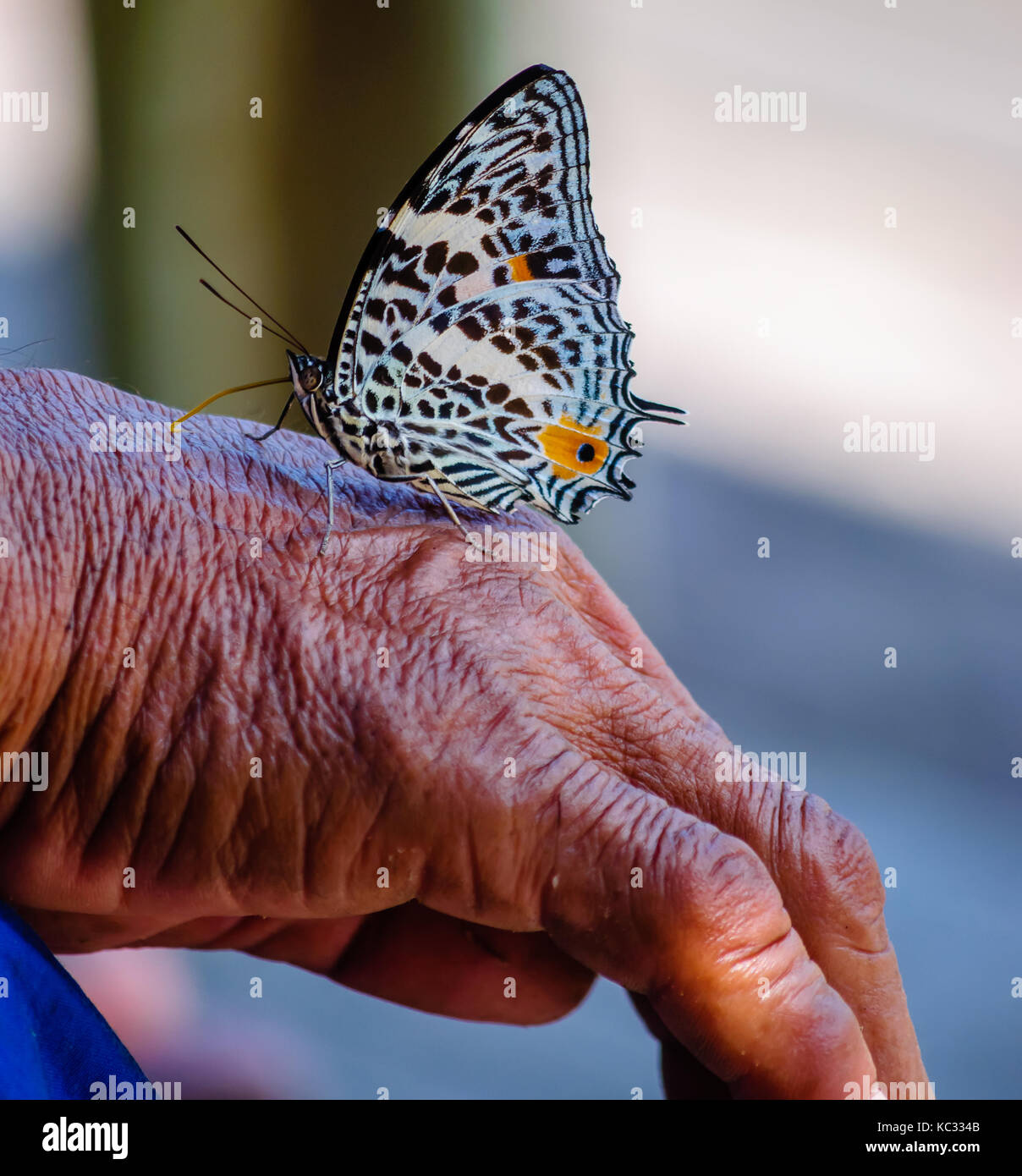 view on butterfly on hand of olf man Stock Photo - Alamy
