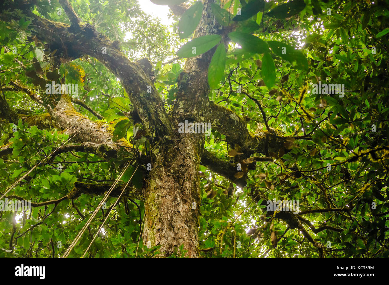 View on treetop of rainforest tree in Brazil Stock Photo - Alamy