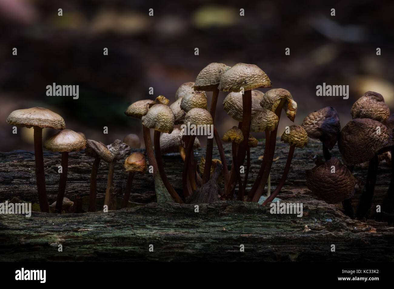 Mushrooms forest log hi-res stock photography and images - Alamy