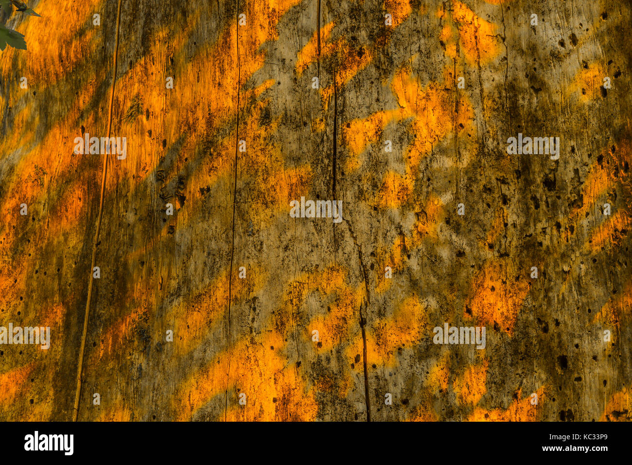 Bigleaf Maple leaves, orange with forest fire smoke, along Hoh River ...