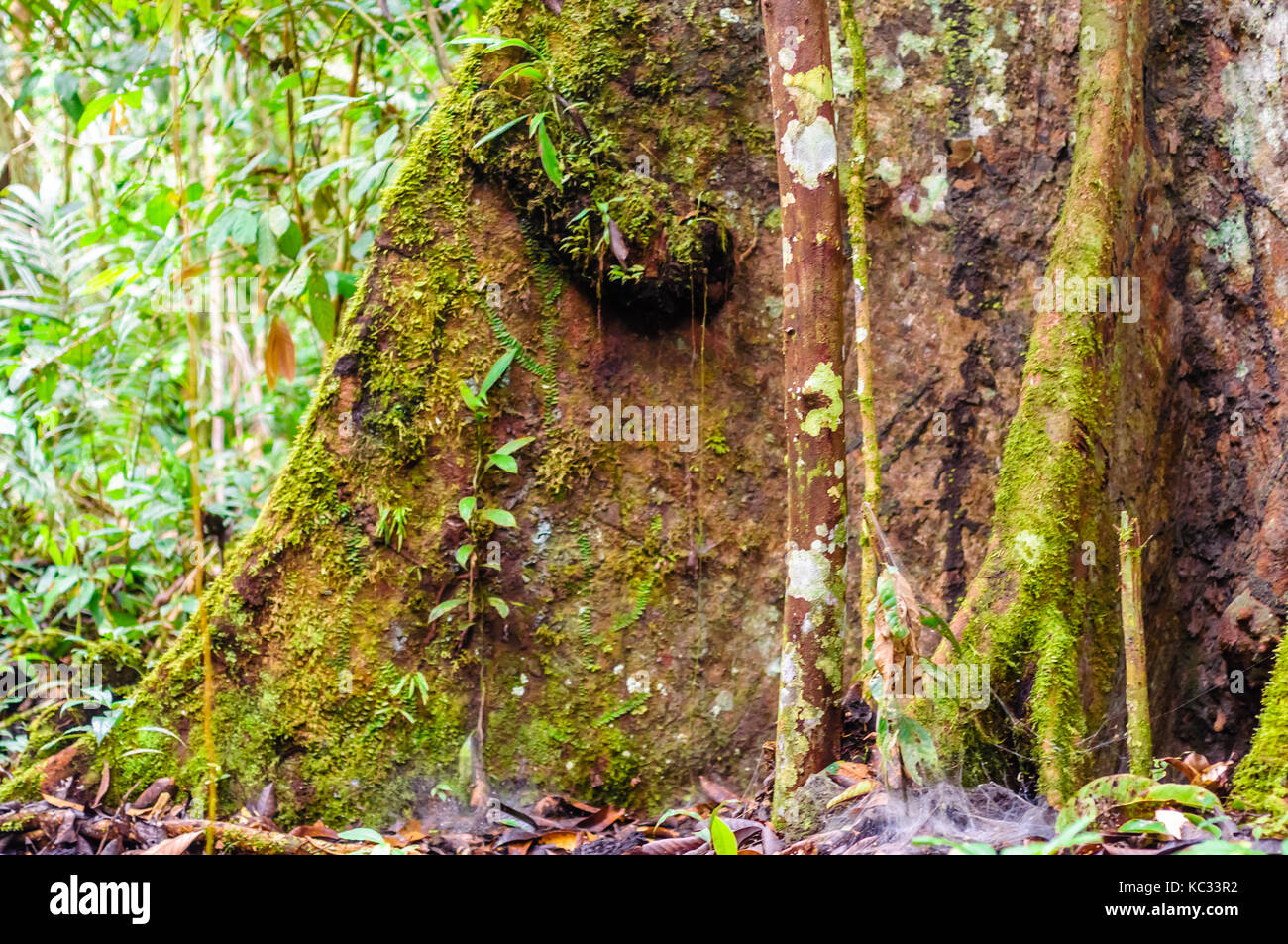 Rainforest butress roots hi-res stock photography and images - Alamy