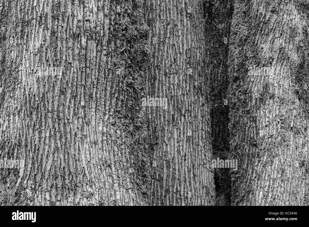 Hoh River Trail to Blue Glacier, Olympic National Park, Washington ...