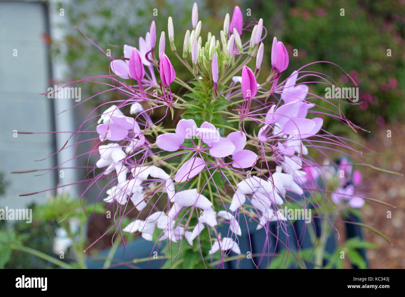 Beautiful interesting flower in the summer garden Stock Photo - Alamy