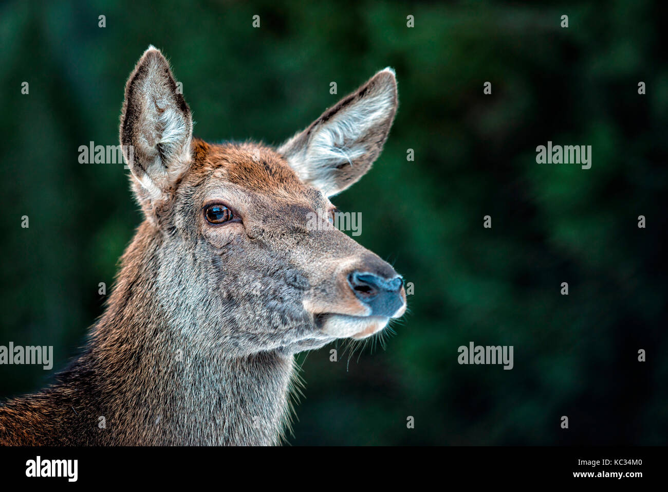 Female deer, portrait Stock Photo - Alamy
