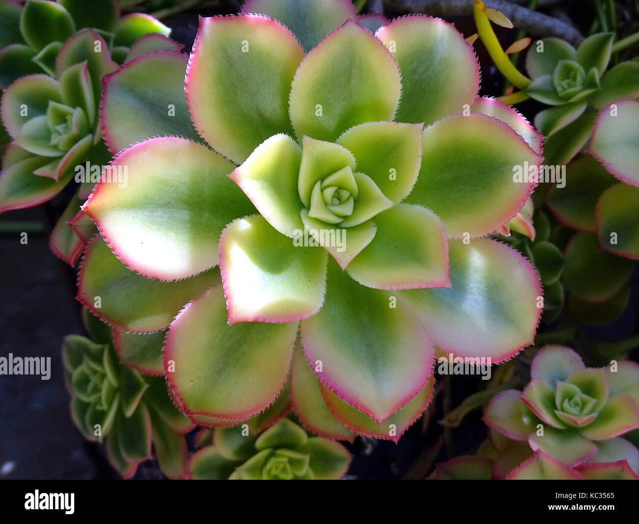 Close up of a green succulent plant i Stock Photo - Alamy