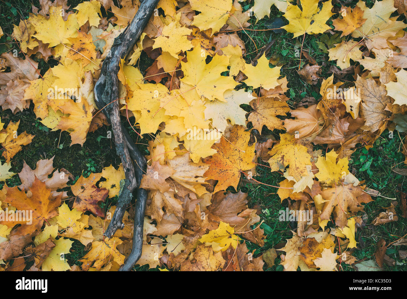Autumn leaves on ground, top view, fall background Stock Photo - Alamy