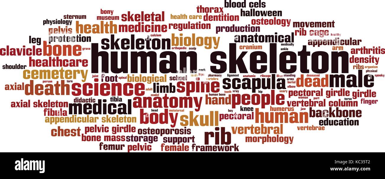Human skeleton word cloud concept. Vector illustration Stock Vector ...