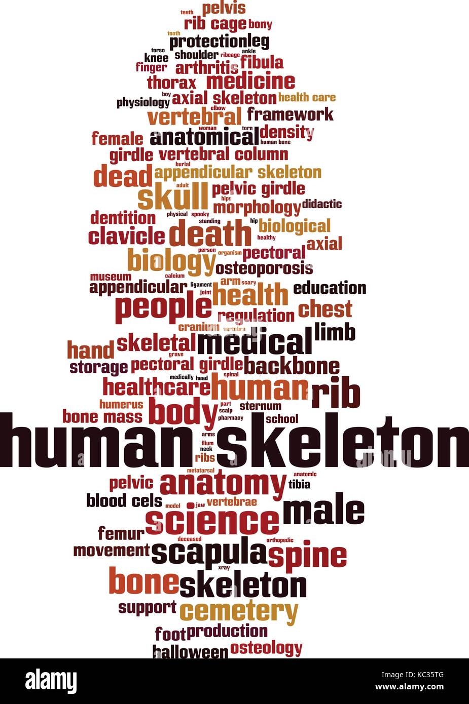 Axial skeleton hi-res stock photography and images - Alamy