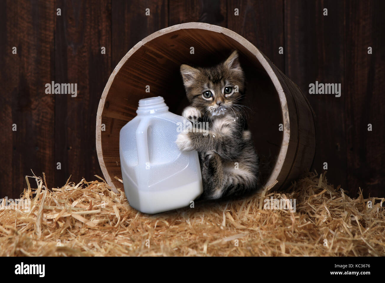 Maincoon Kitten With a Small Gallon of Milk Stock Photo - Alamy