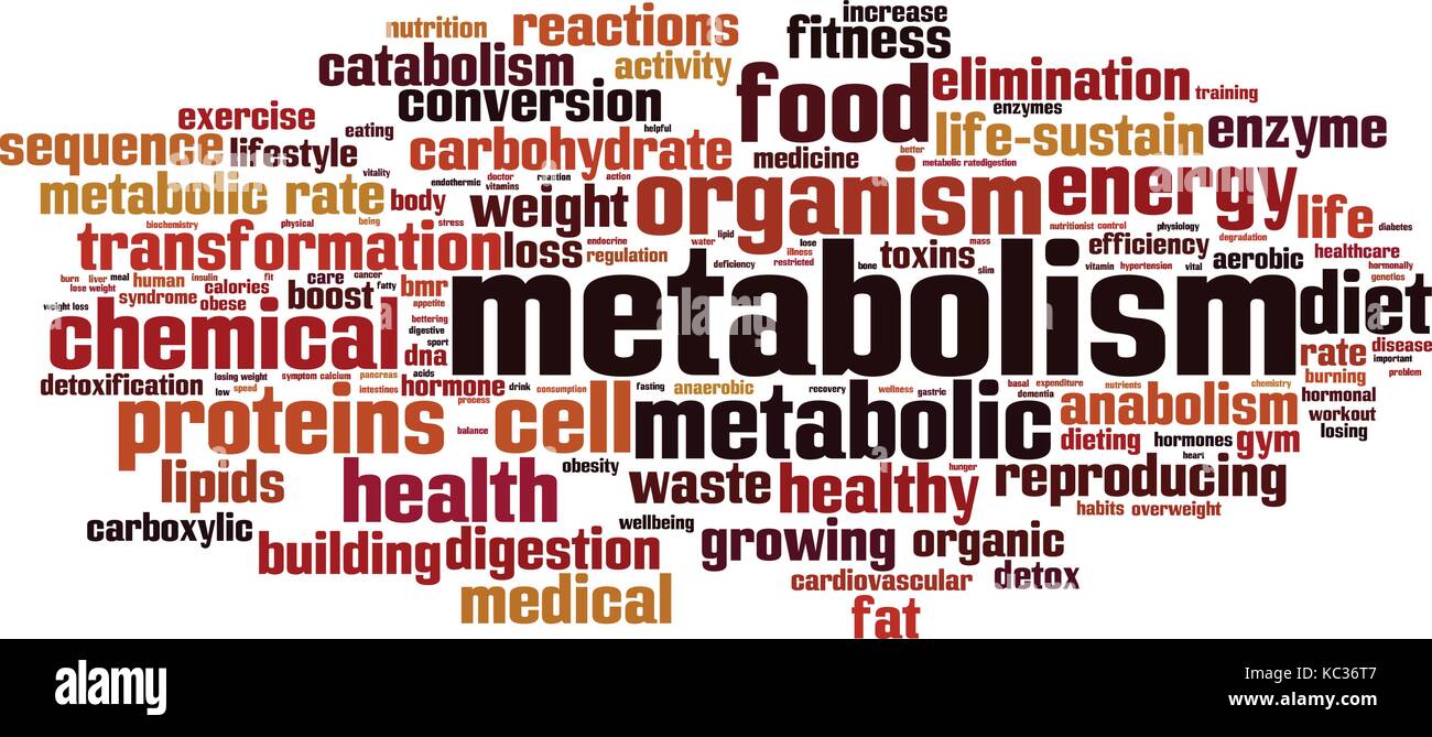 Metabolism word cloud concept. Vector illustration Stock Vector Image ...