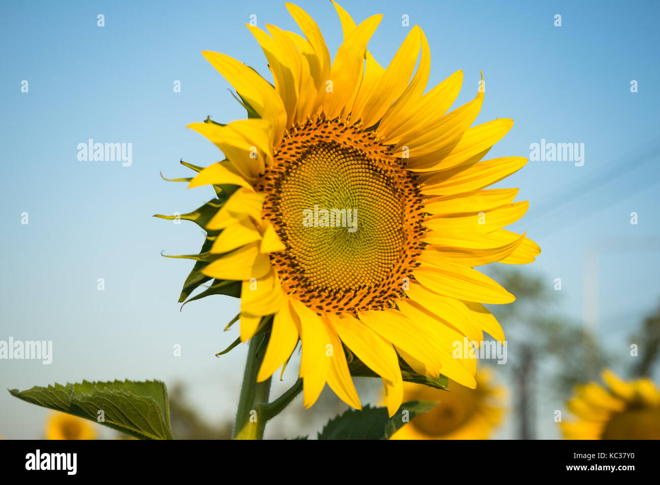 close up sunflower in the sunflower field Stock Photo - Alamy