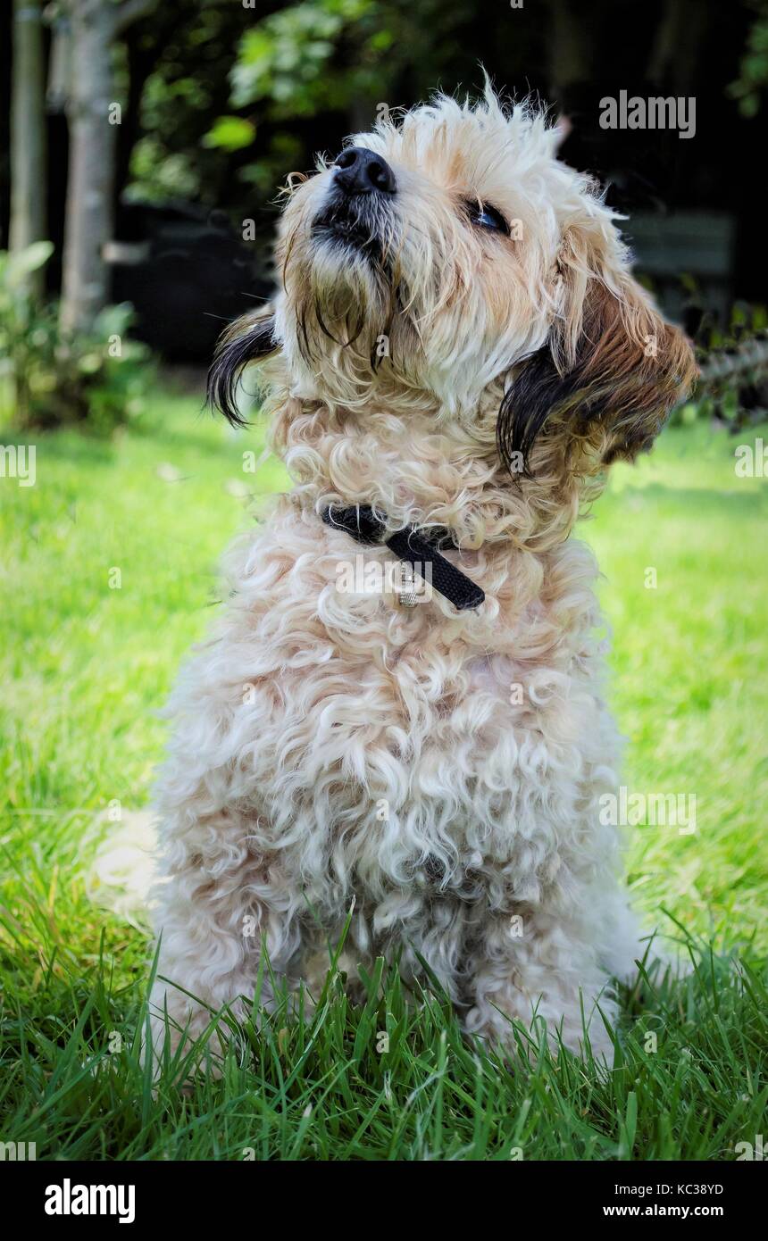 Scruffy Cute Dog Stock Photo - Alamy