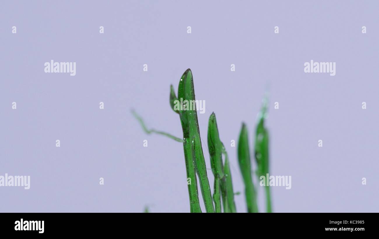 Spectacular green caramel cages, close-up. Beautiful green sugar cages ...